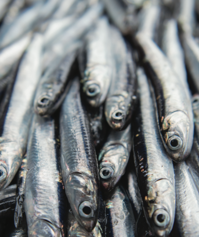 Home - La Selva Pesca